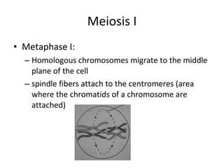 Meiosis ppt | PPT
