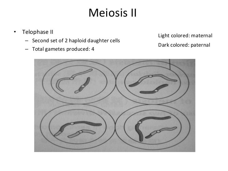 Meiosis ppt