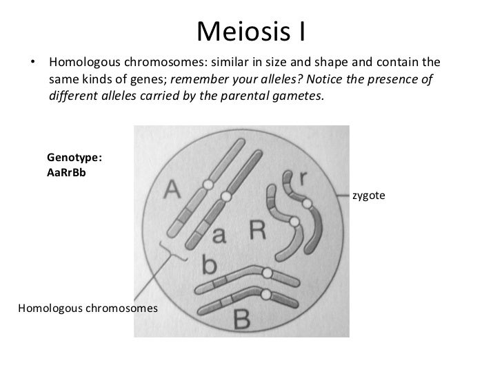 Meiosis ppt