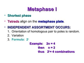 Meiosis ppt | PPT