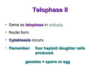 Meiosis ppt | PPT