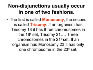 Meiosis ppt | PPT