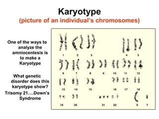 Meiosis ppt | PPT