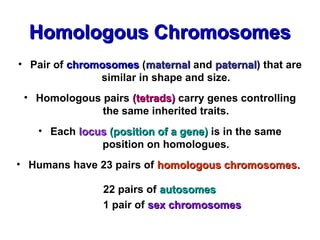 Meiosis ppt | PPT
