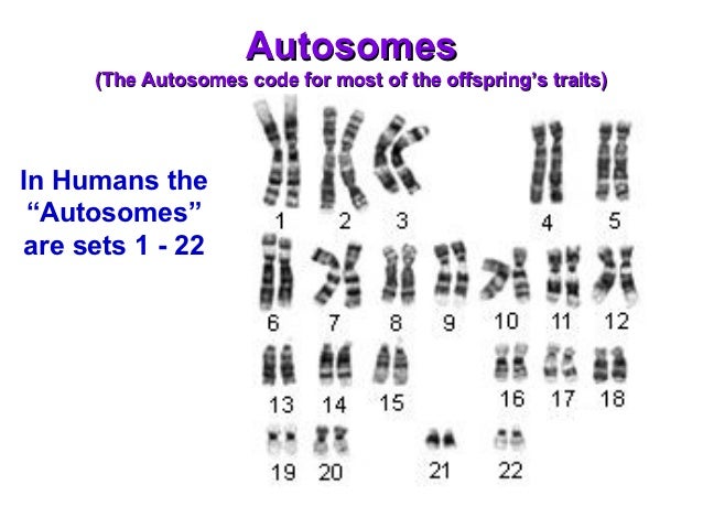 Meiosis ppt