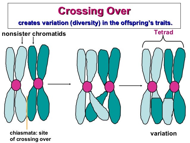 Meiosis ppt