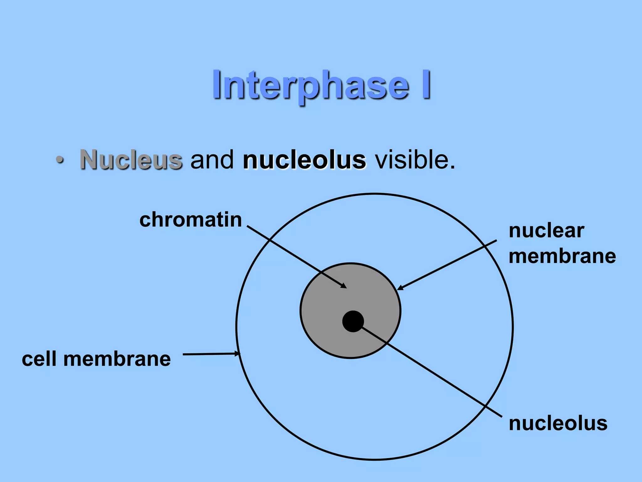 Meiosis Ppt 2014 Ppt