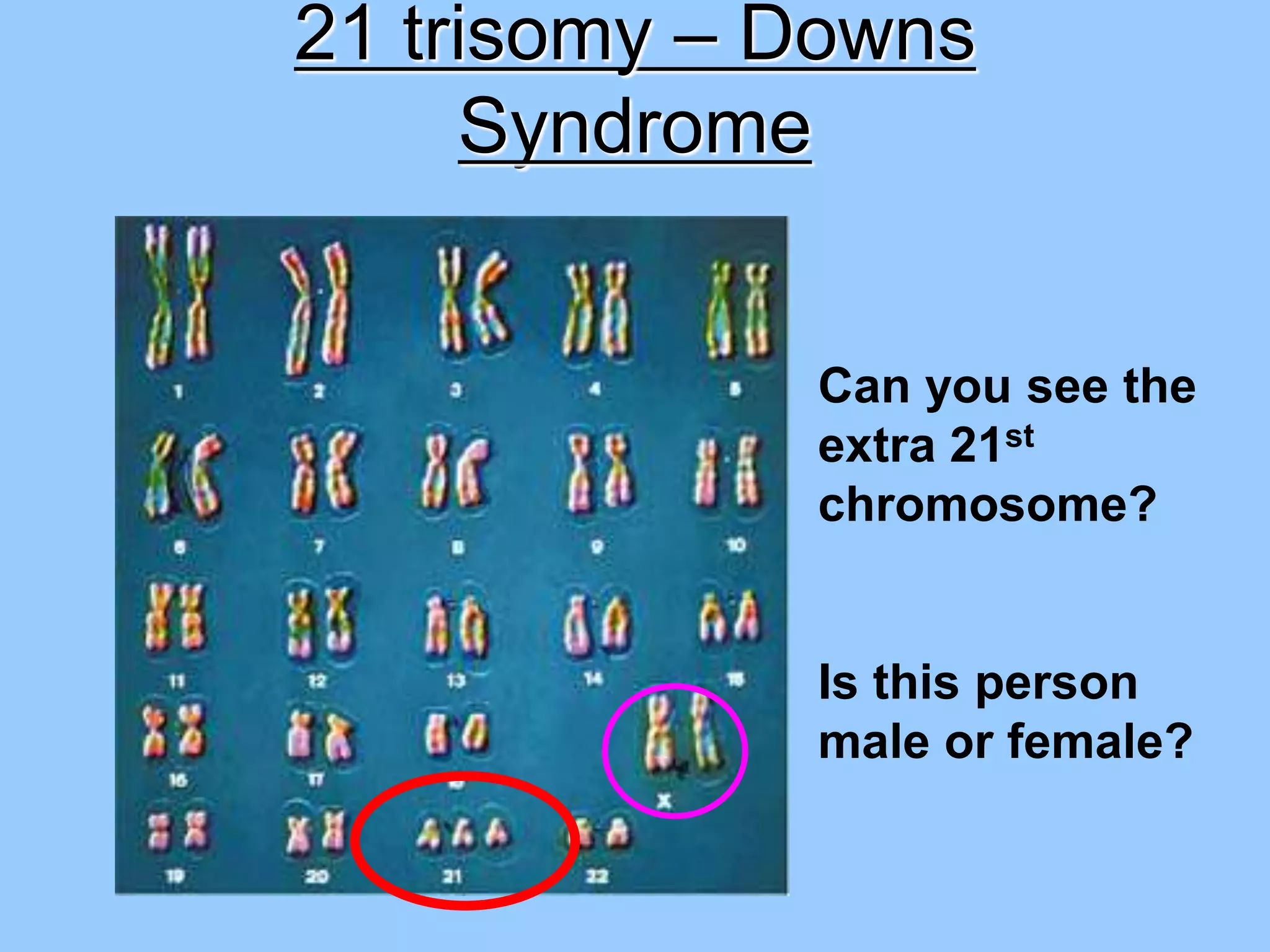 Meiosis Ppt 2014 Ppt