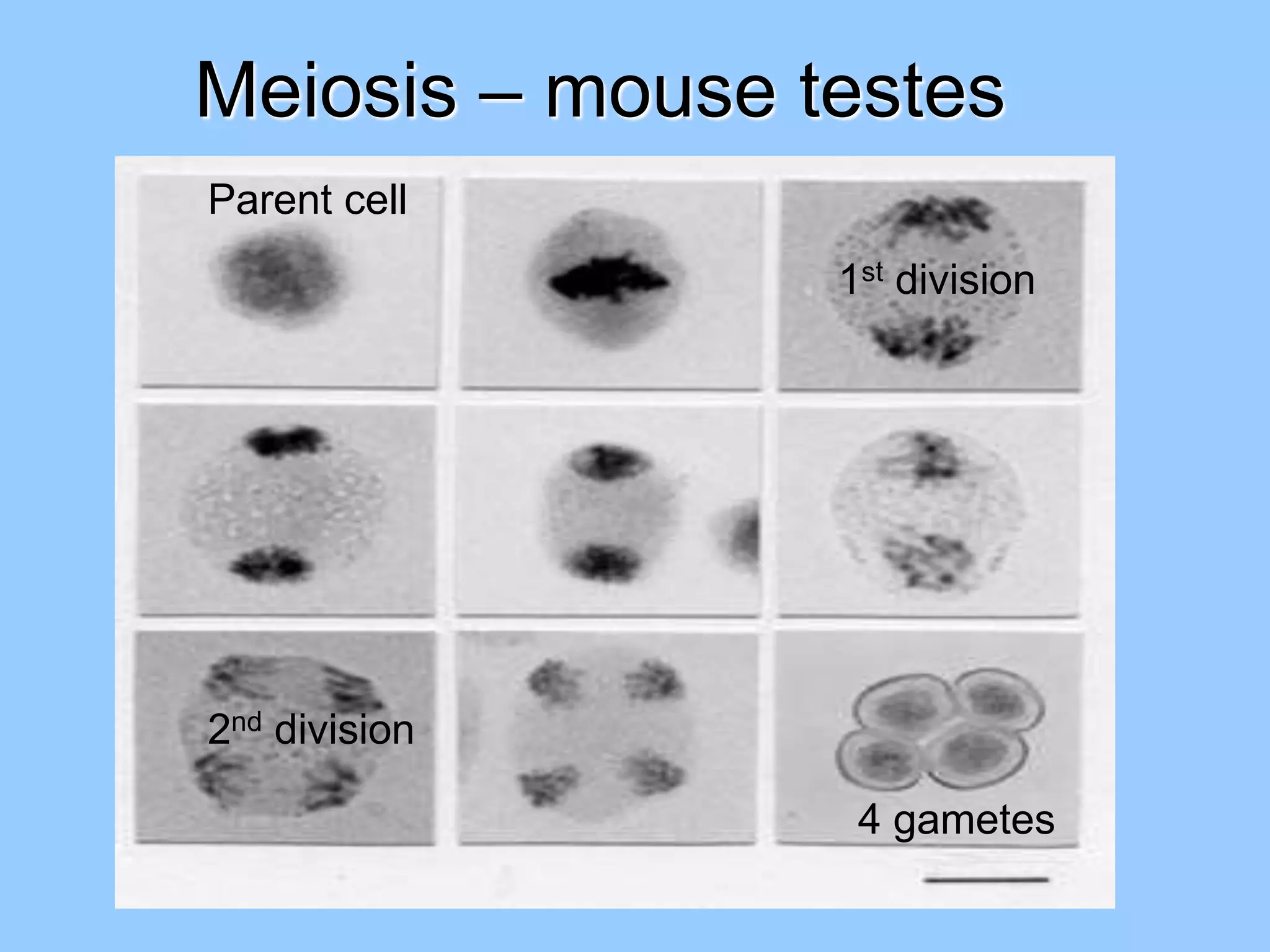 meiosis ppt.2014.ppt | Free Download
