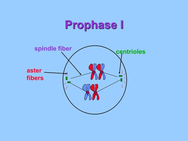 Meiosis Ppt 2014 Ppt