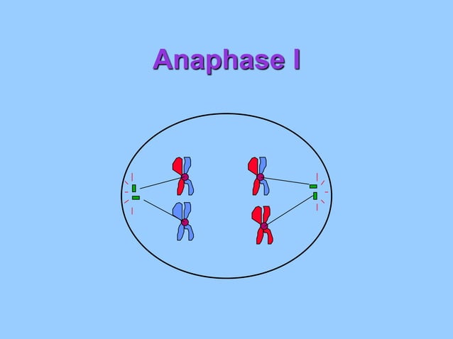 Meiosis Ppt 2014 Ppt