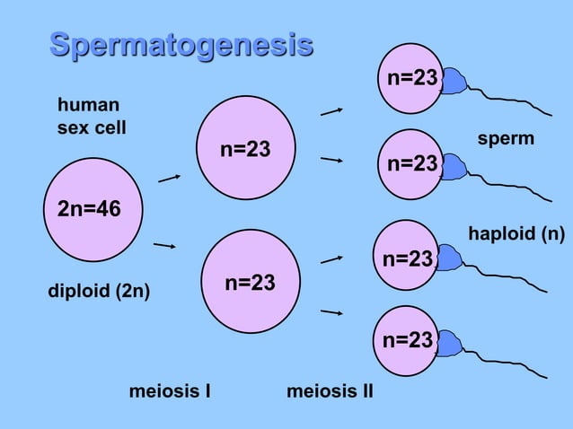 Meiosis Ppt 2014 Ppt