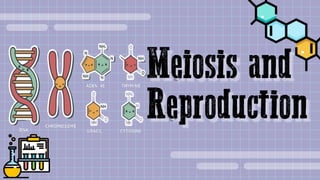 MEIOSIS PPT.pptx