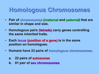 MEIOSIS-CELL DIVISION REVIEWER for GRADE-11 | PPT