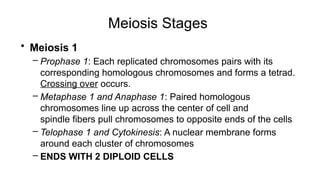 Meiosis and the phases of the cell cycle | PPTX