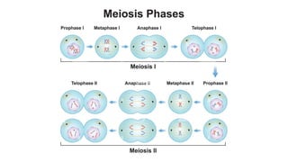 Meiosis and the phases of the cell cycle | PPTX