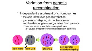 Meiosis and the phases of the cell cycle | PPT