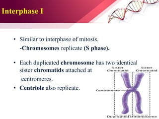Meiosis | PDF