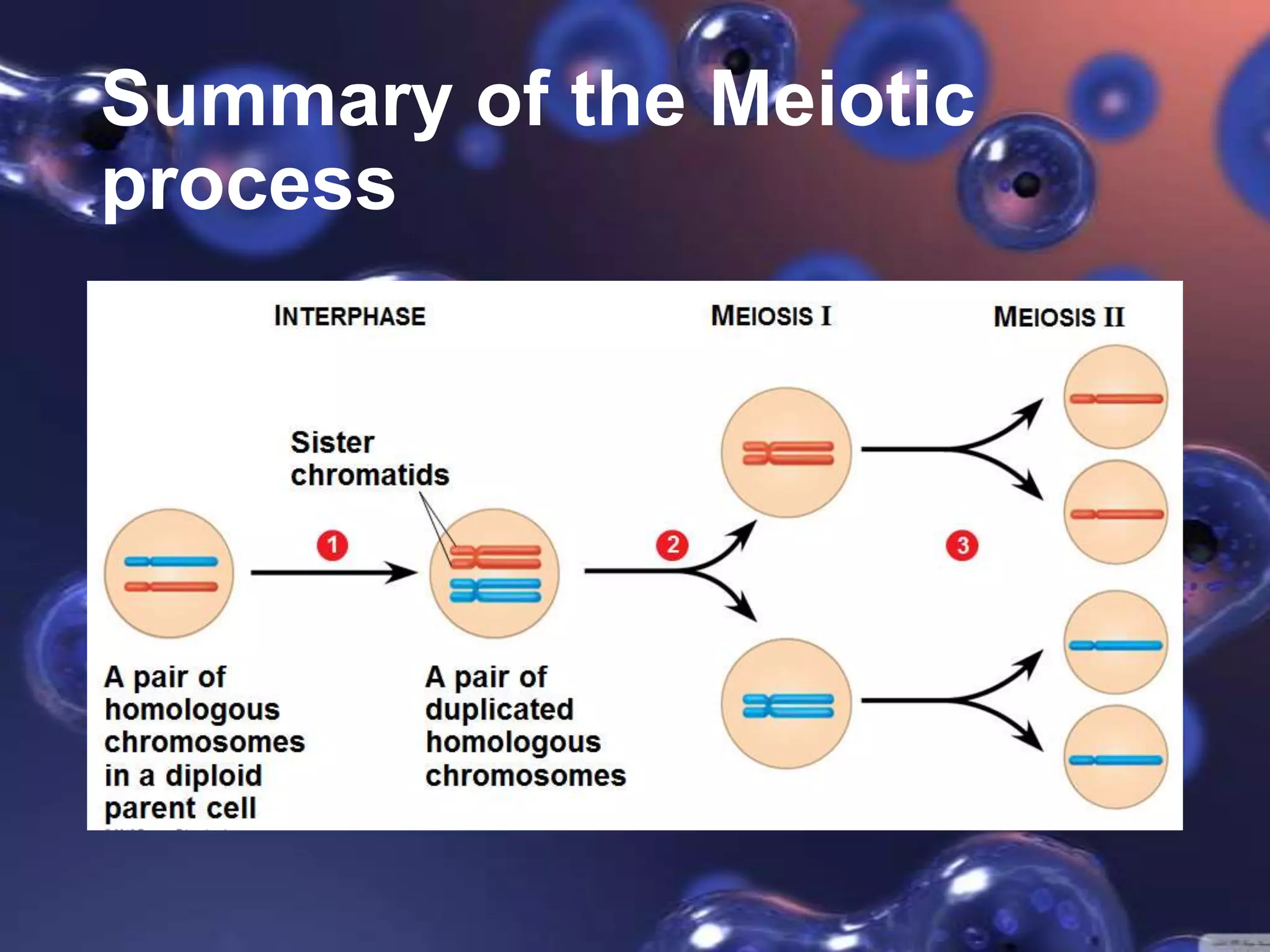 Meiosis 1 and 2 | PPTX