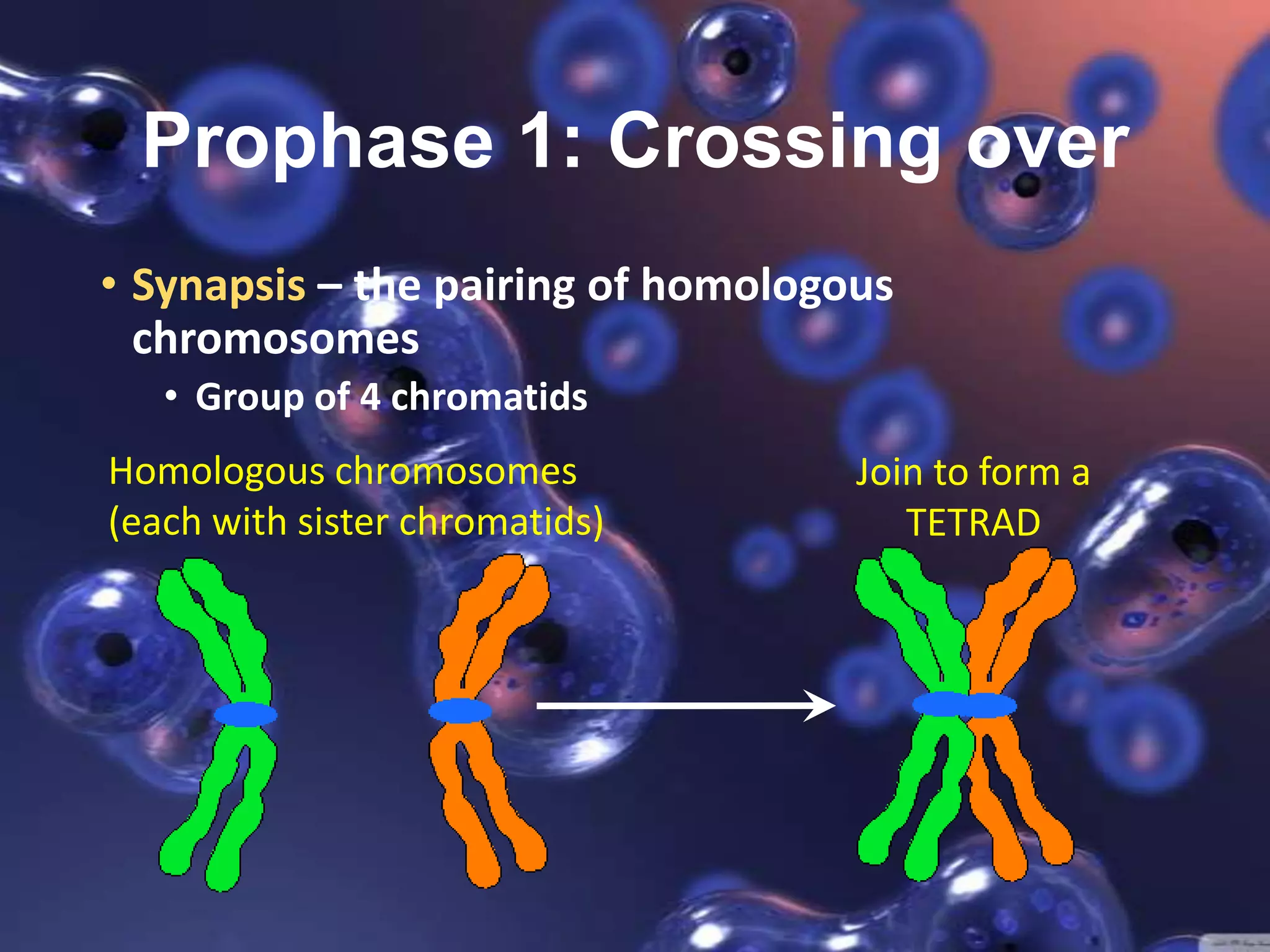 Meiosis 1 and 2 | PPTX