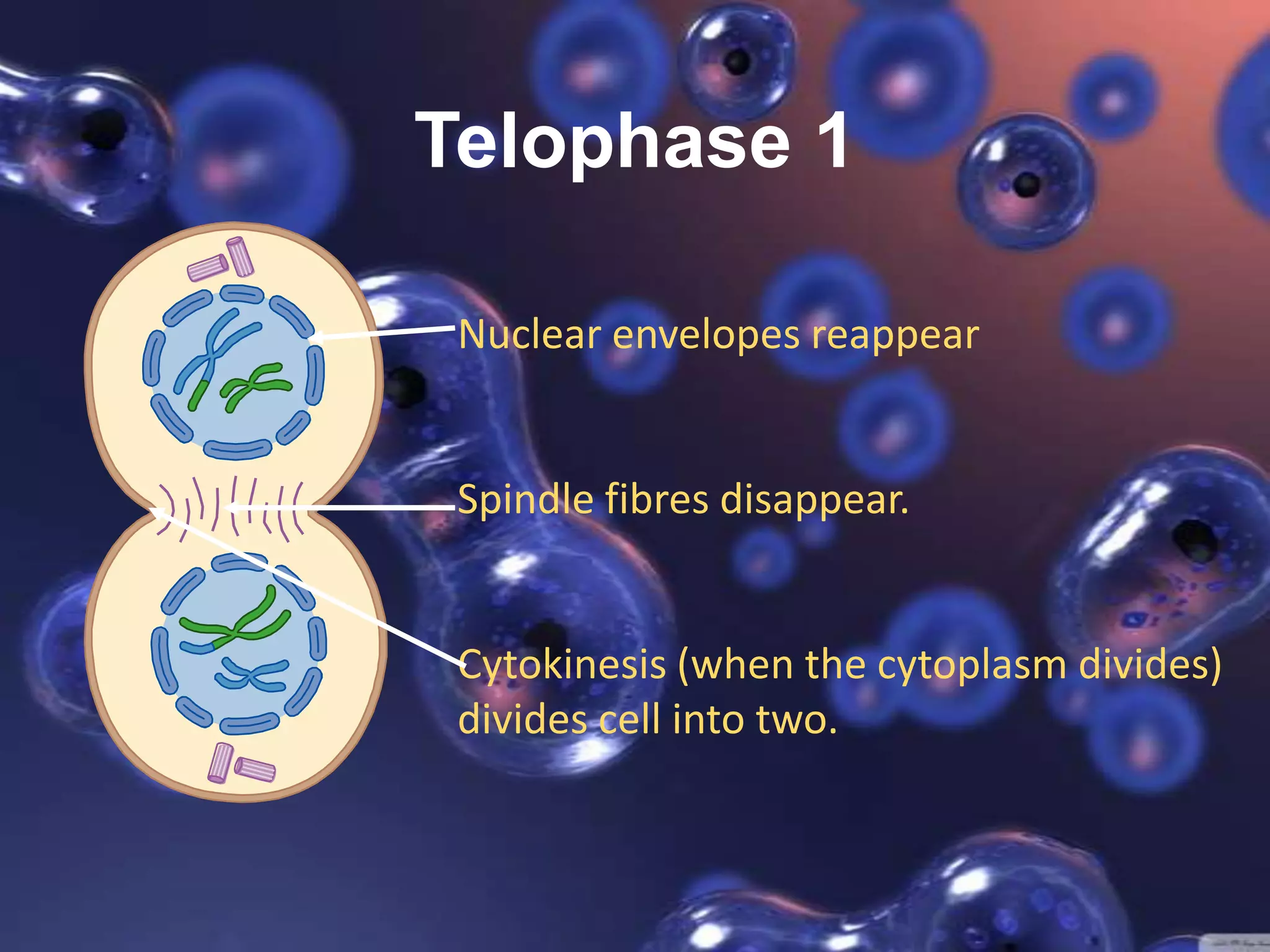 Meiosis 1 and 2 | PPTX