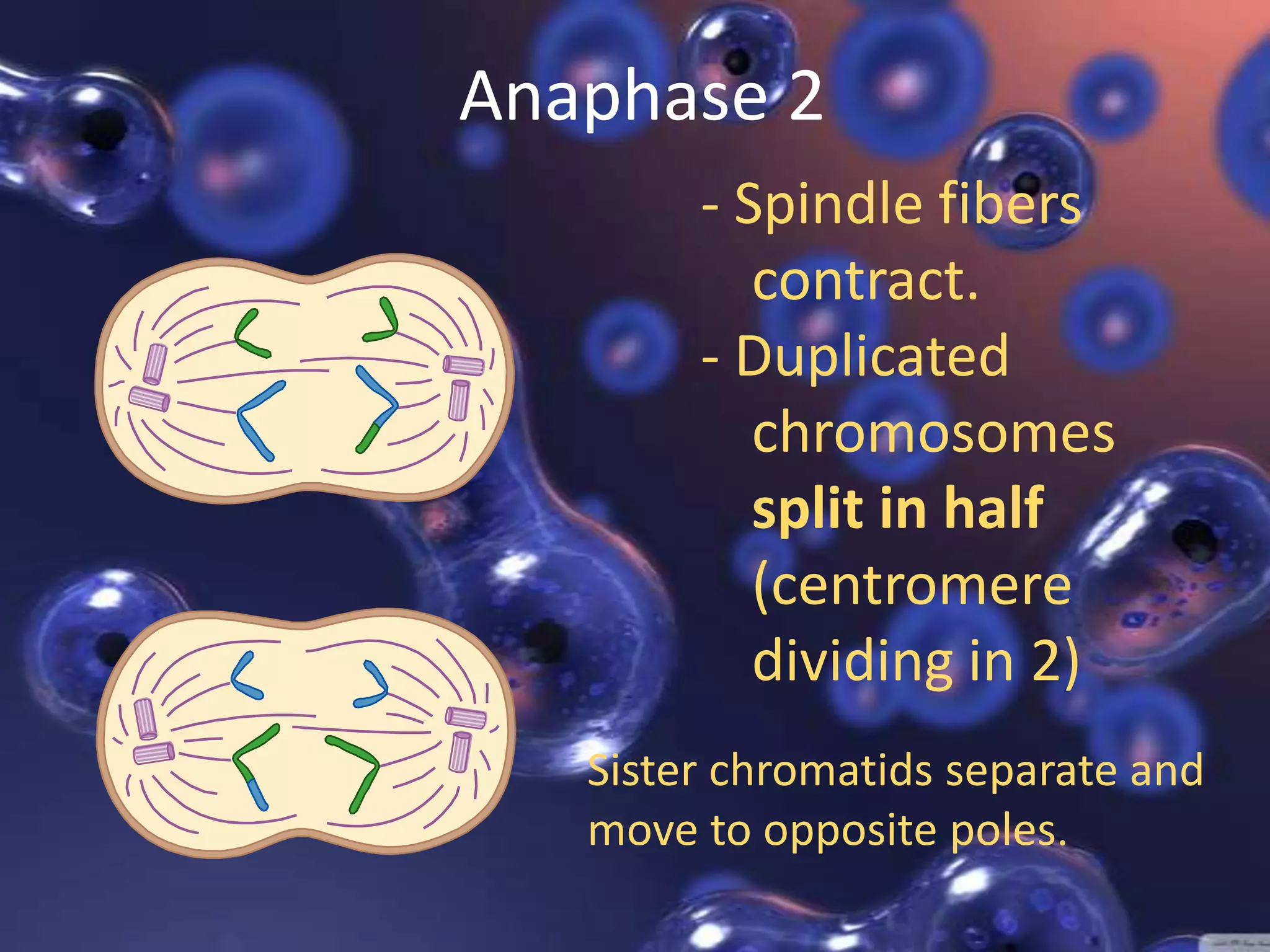 Meiosis 1 and 2 | PPTX