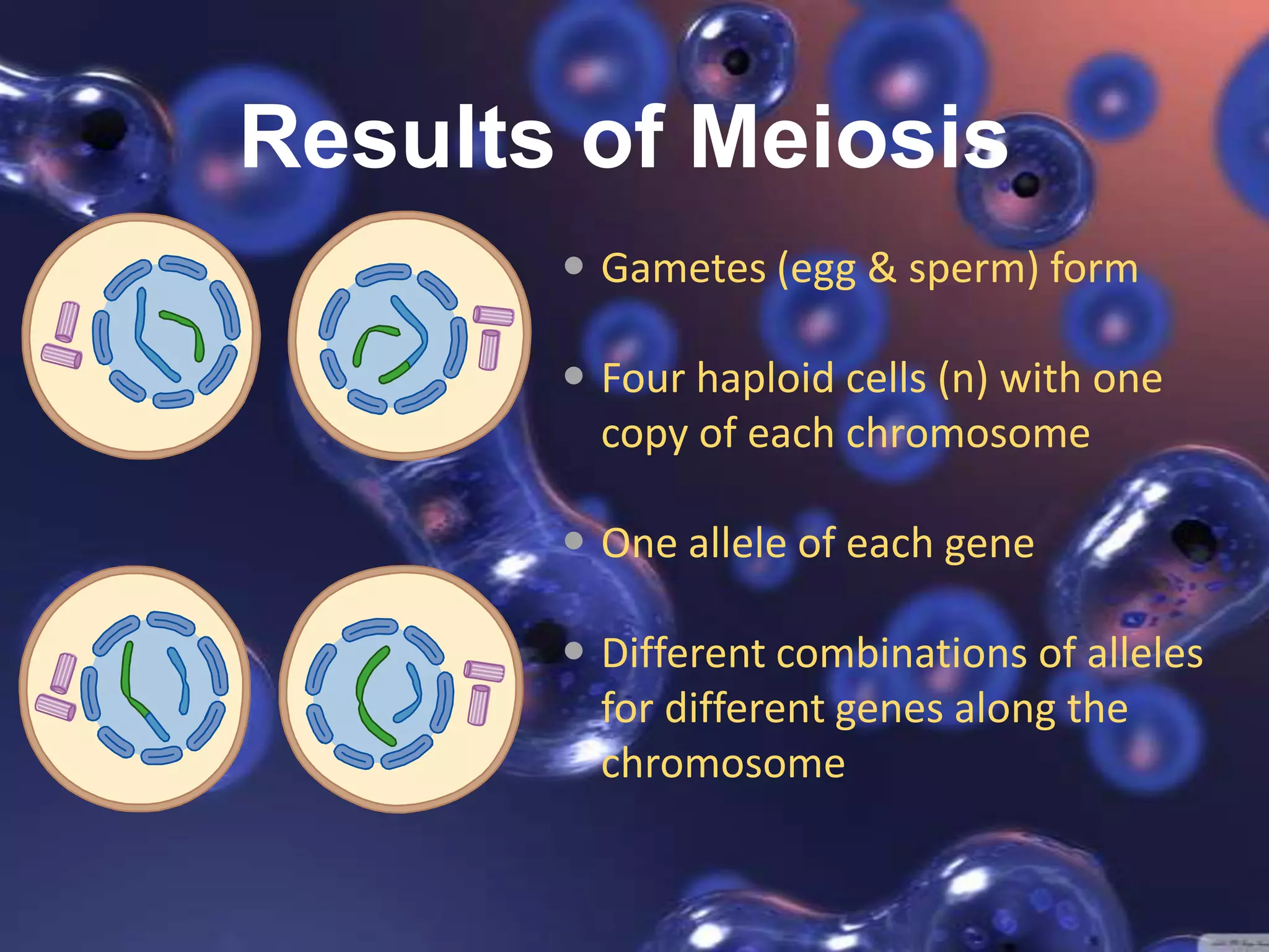Meiosis 1 and 2 | PPTX