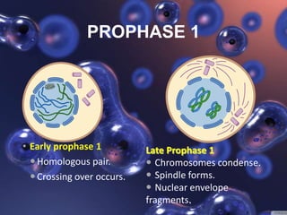 Meiosis 1 and 2 | PPTX