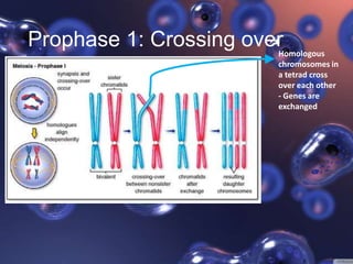 Meiosis 1 and 2 | PPTX