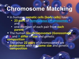 Meiosis 1 and 2 | PPTX