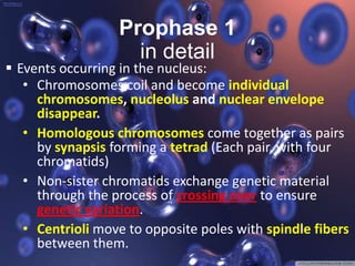 Prophase 1 Vs Prophase 2