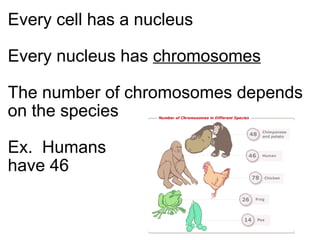 Meiosis review | PPT | Reproductive Health | Diseases and Conditions