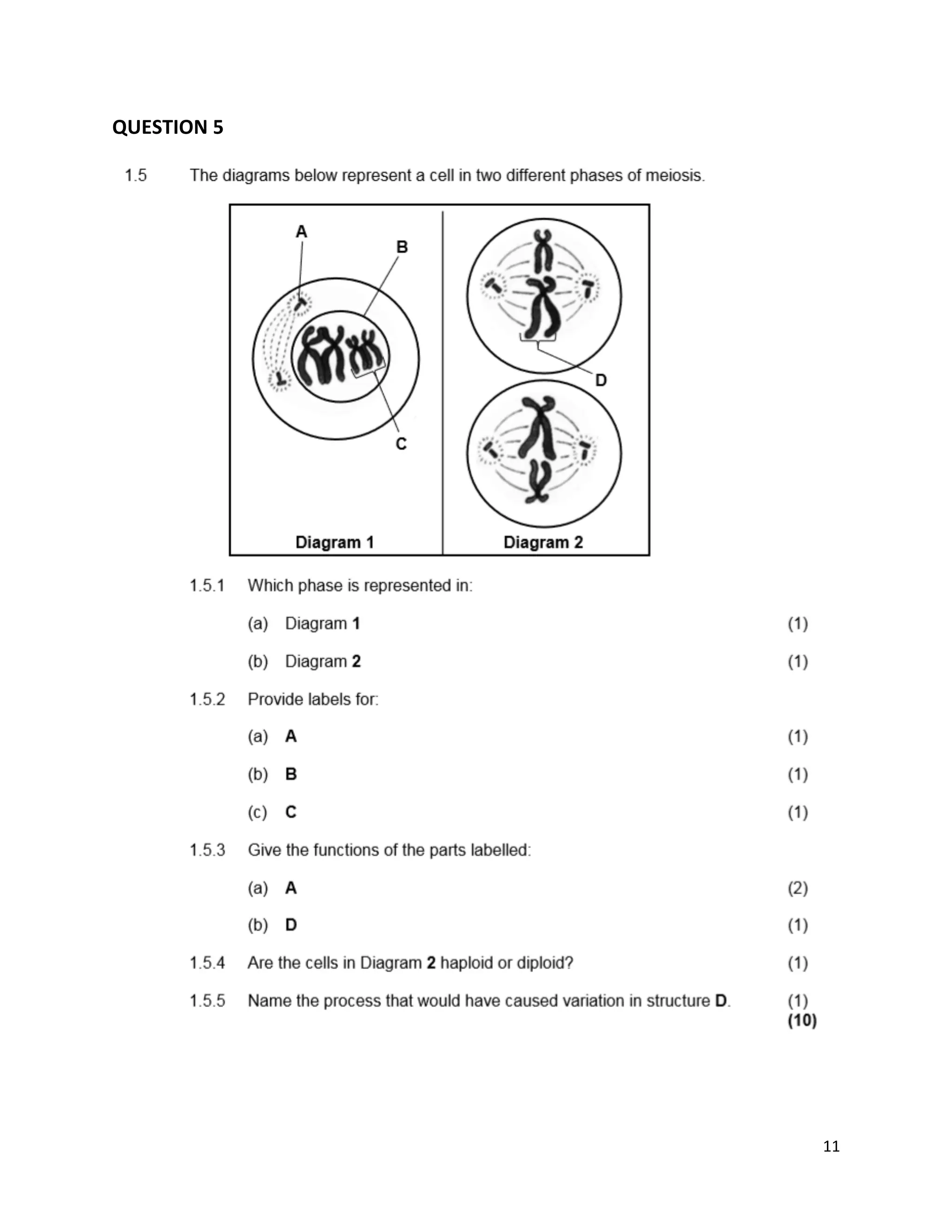 MEIOSIS and Mitosis REVISION for grade 12 only | PDF