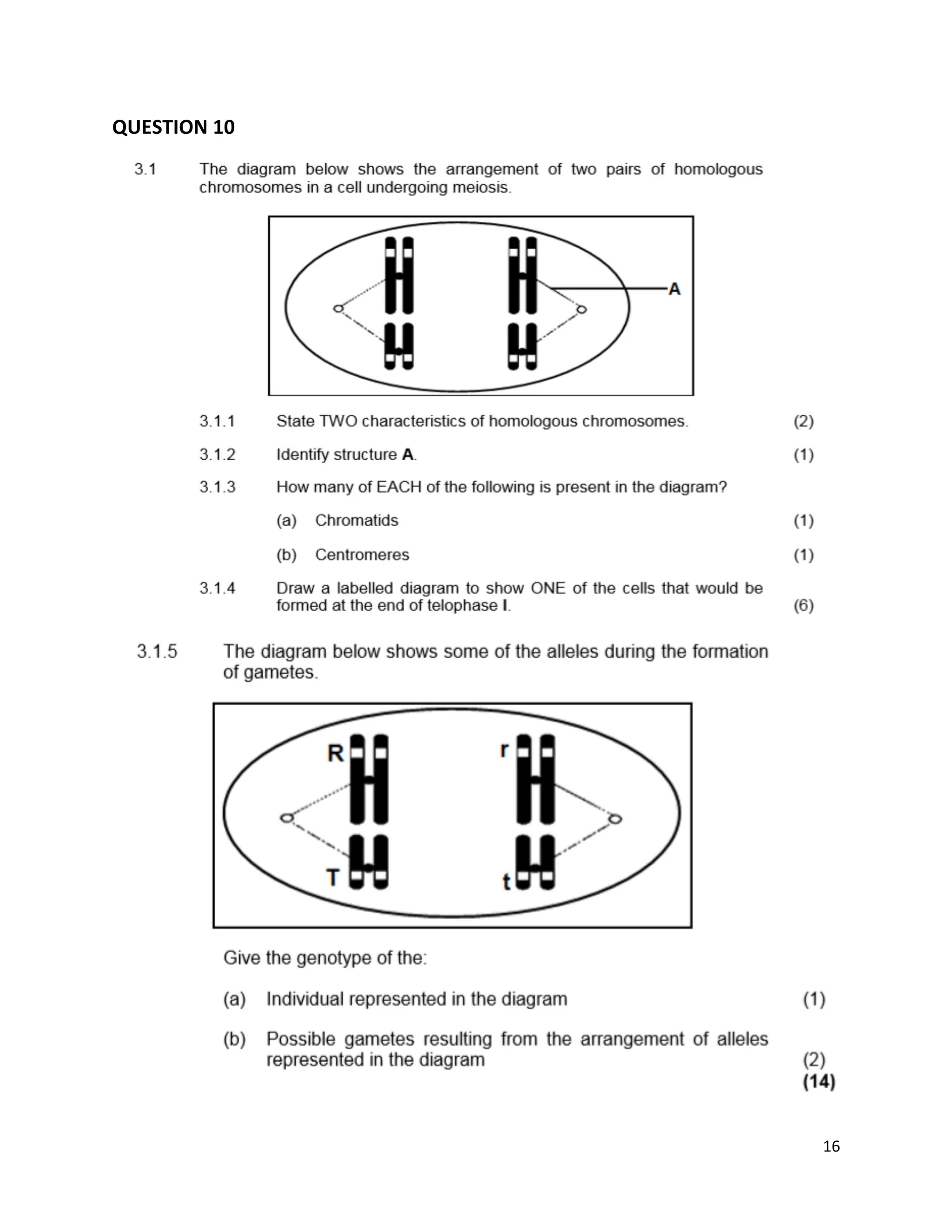 MEIOSIS and Mitosis REVISION for grade 12 only | PDF