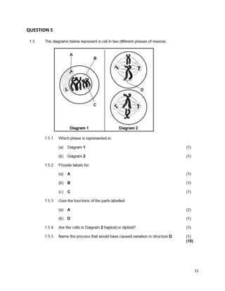 MEIOSIS and Mitosis REVISION for grade 12 only | PDF
