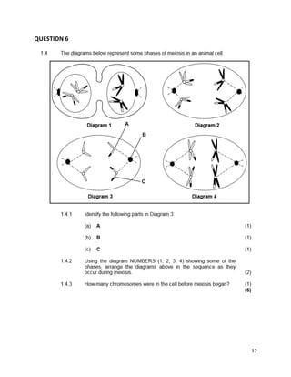 MEIOSIS and Mitosis REVISION for grade 12 only | PDF