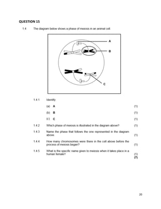 MEIOSIS and Mitosis REVISION for grade 12 only | PDF