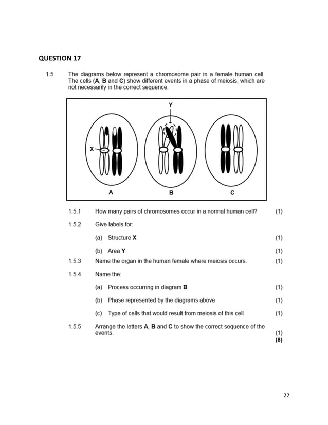 MEIOSIS and Mitosis REVISION for grade 12 only | PDF | Biological ...