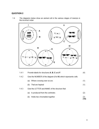 MEIOSIS and Mitosis REVISION for grade 12 only | PDF