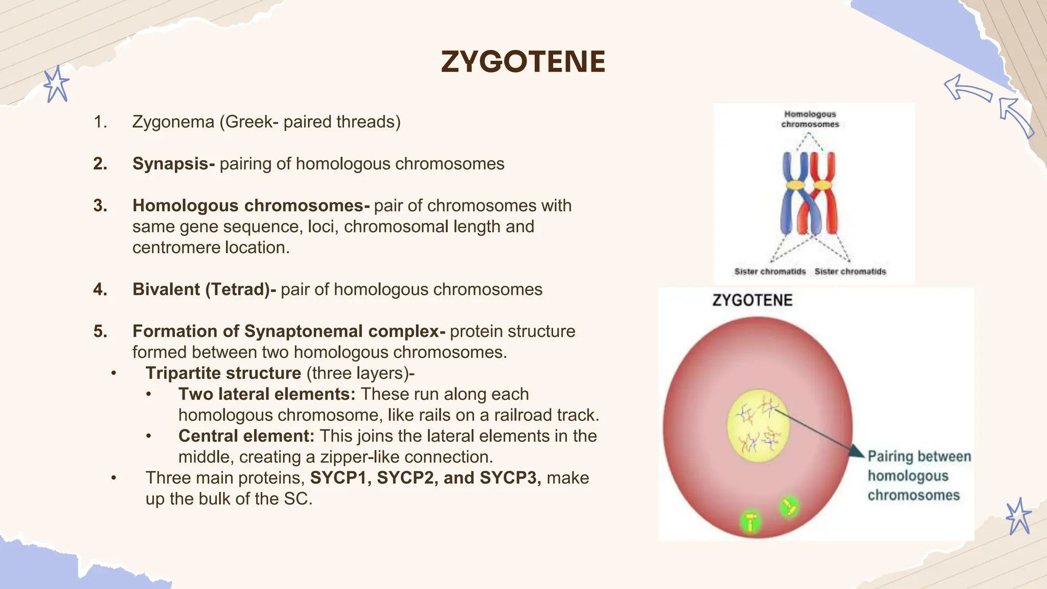 Cell cycle and cell division part 1 (meiosis) | PPTX