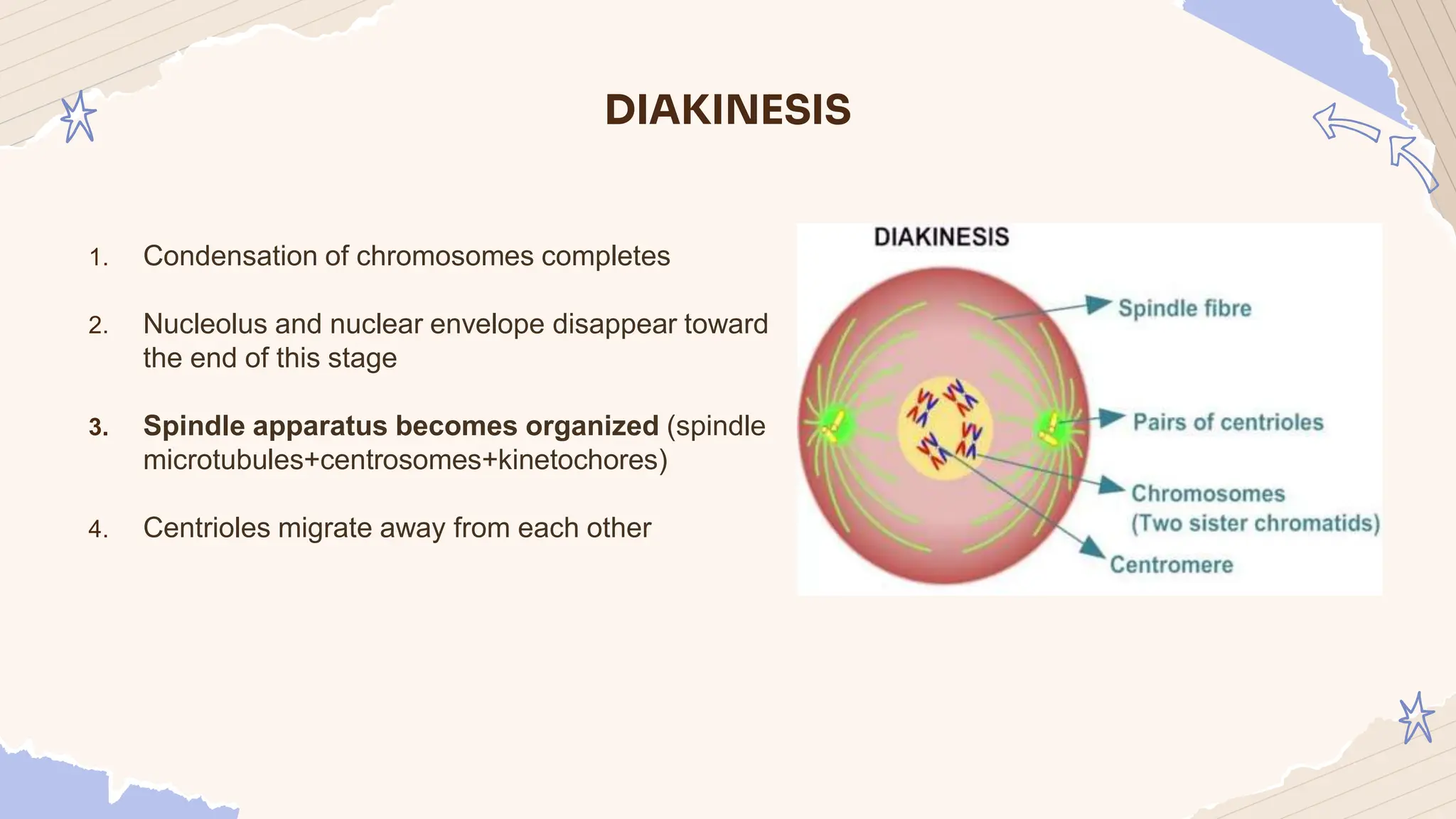 Cell cycle and cell division part 1 (meiosis) | PPT