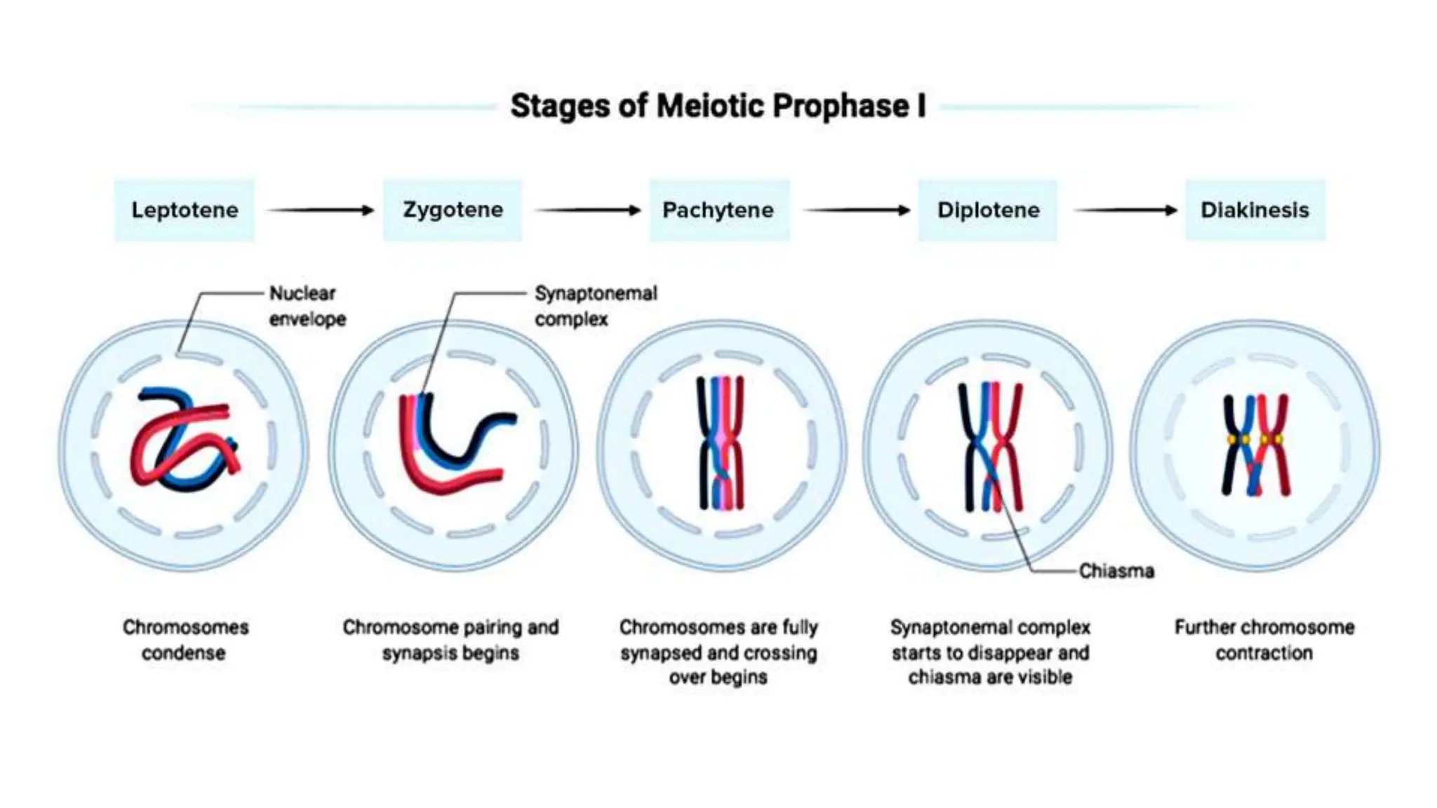 Cell cycle and cell division part 1 (meiosis) | PPT