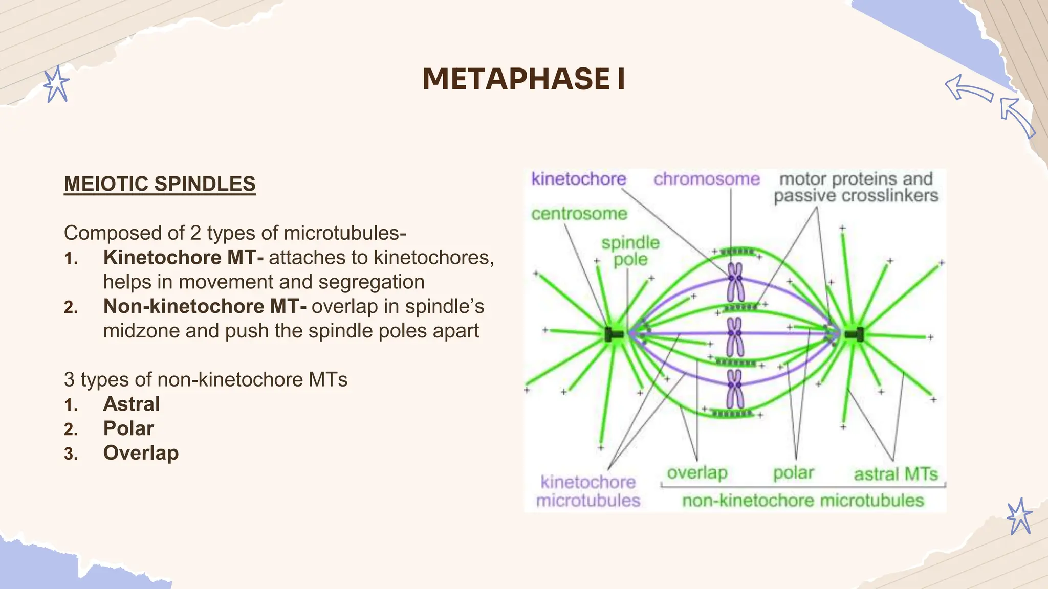Cell cycle and cell division part 1 (meiosis) | PPT