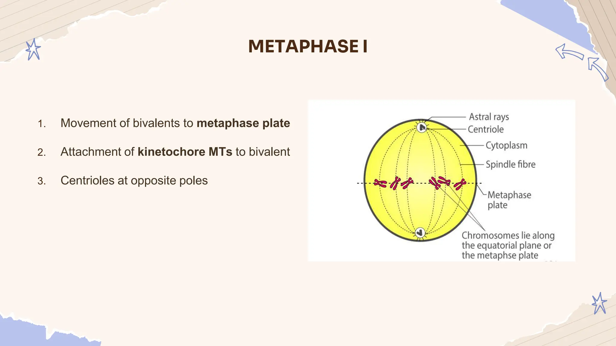 Cell cycle and cell division part 1 (meiosis) | PPT