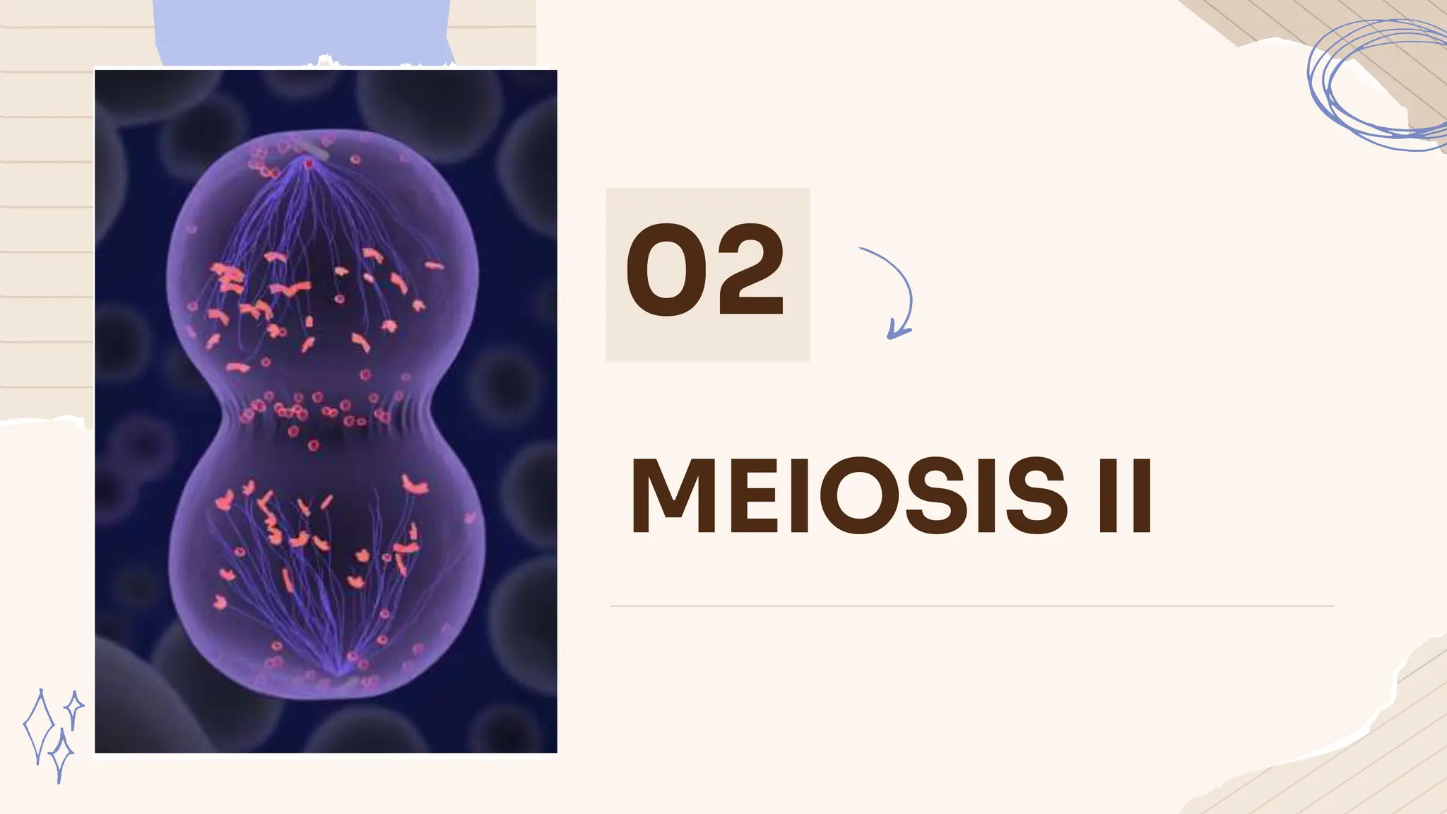 Cell cycle and cell division part 1 (meiosis) | PPT