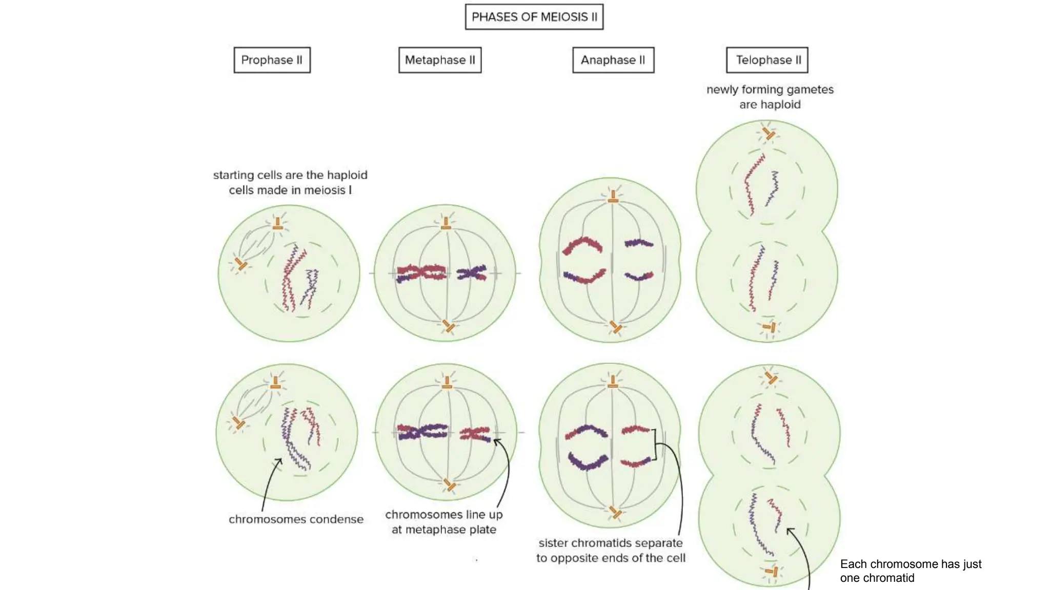 Cell cycle and cell division part 1 (meiosis) | PPT