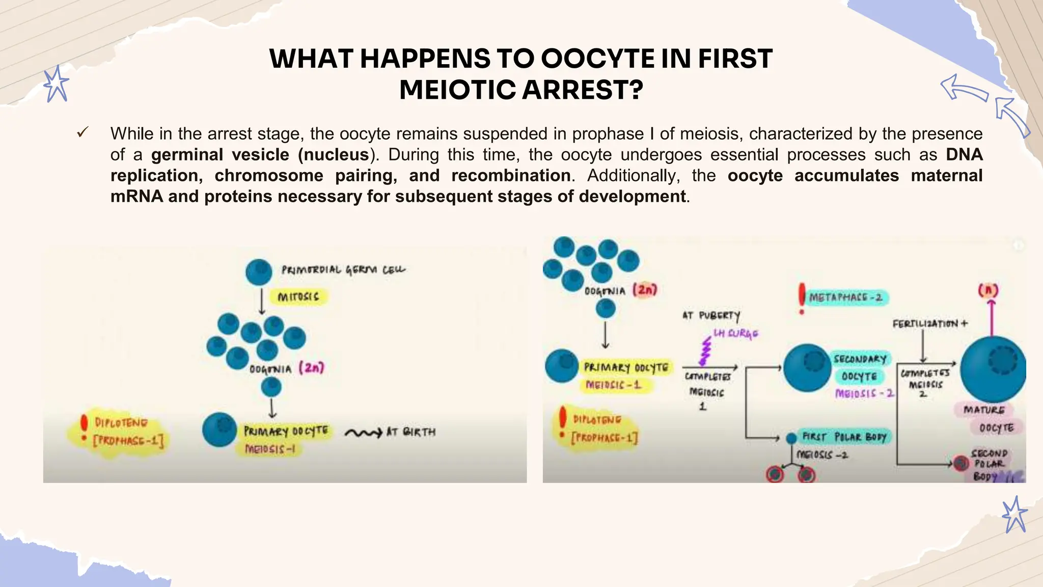 Cell cycle and cell division part 1 (meiosis) | PPT