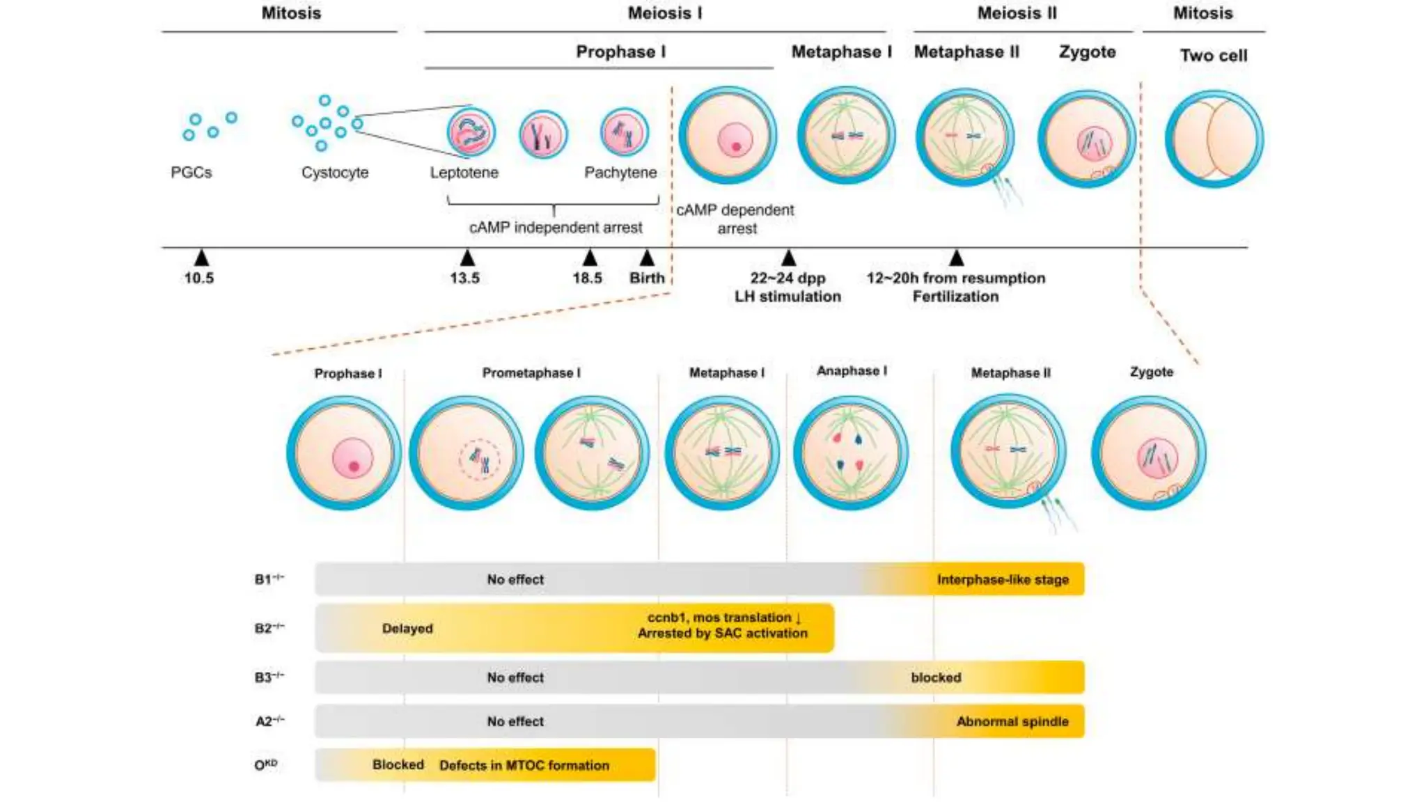 Cell cycle and cell division part 1 (meiosis) | PPT