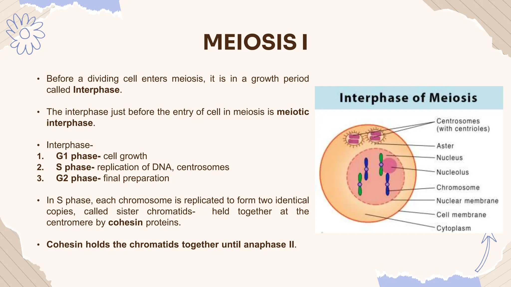 Cell cycle and cell division part 1 (meiosis) | PPT