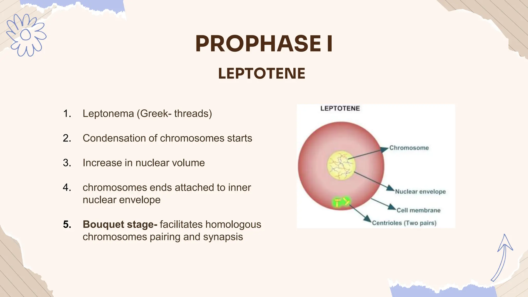 Cell cycle and cell division part 1 (meiosis) | PPT